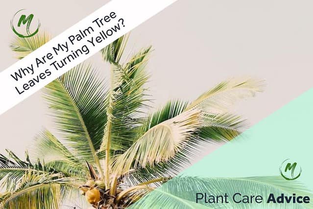 Why Are My Palm Tree Leaves Turning Yellow? Solutions in 2025