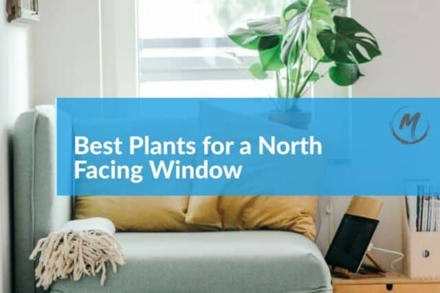 14 Best Plants for a North Facing Window in 2023