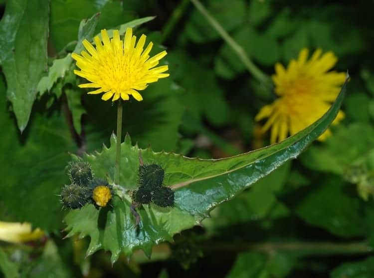 8 Plants That Look Like Dandelion Leaves: Photos to Identify 2023