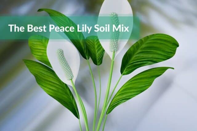 The Best Peace Lily Soil Mix - A Perfect Potting Mix - 2023