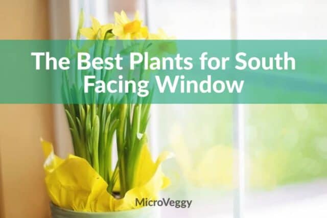 The Best Plants for South Facing Window: Plants for Sunny Rooms