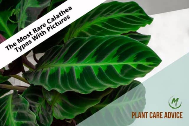 The Most Rare Calathea Types With Pictures 2023