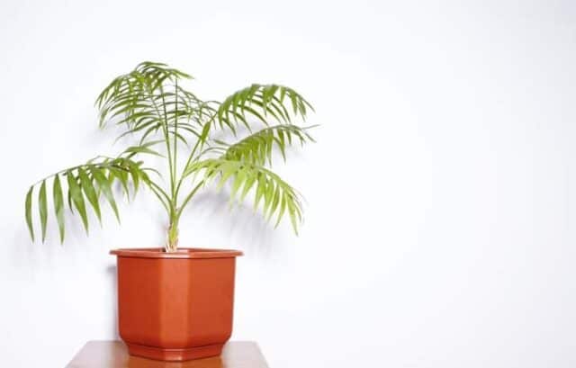 Why is My Palm Plant Drooping? Fix Droopy Fronds