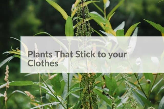 10 Plants That Stick to your Clothes: Pesty Weeds/Seeds - 2023