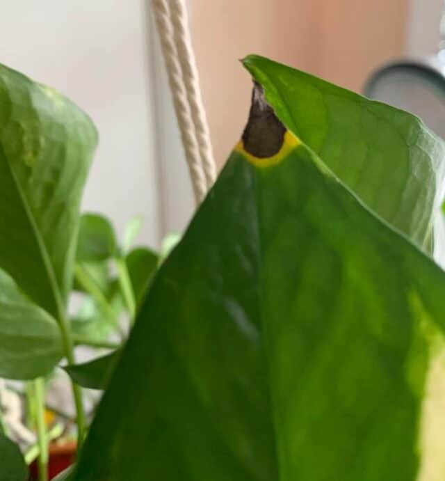 9 Reasons Why Your Pothos Leaves Are Turning Black