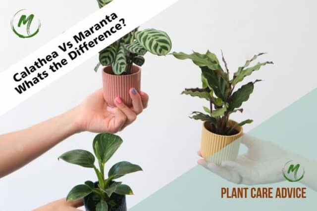 Calathea vs Maranta: What's the Difference? 2023