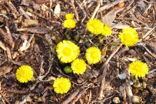 8 Plants That Look Like Dandelion Leaves: Photos to Identify 2025