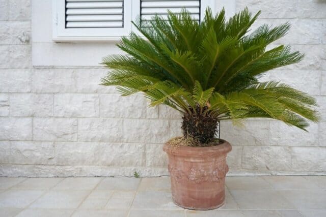 How Often to Water Palm Trees in Pots: A Dependable Guide