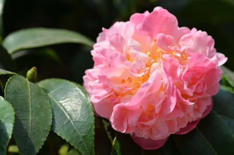 21 Plants That Look Like Roses: With Pictures