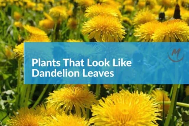 8 Plants That Look Like Dandelion Leaves: Photos to Identify 2023