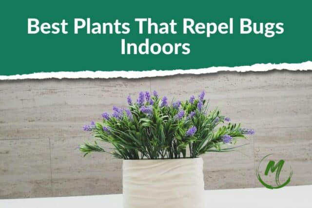 13 Plants That Repel Bugs Indoors: Best Natural Repellant 2023