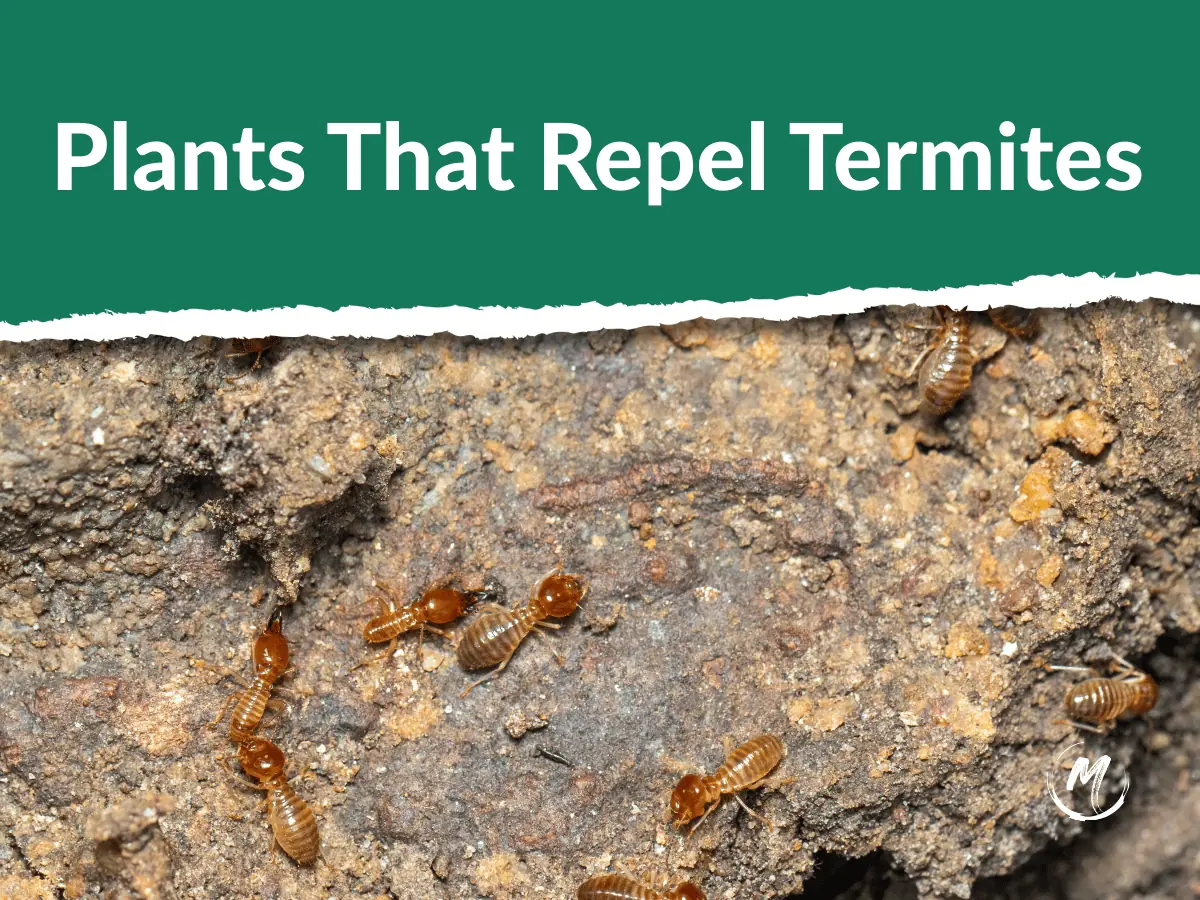 15 Plants That Repel Termites: Natural Plant Repellent