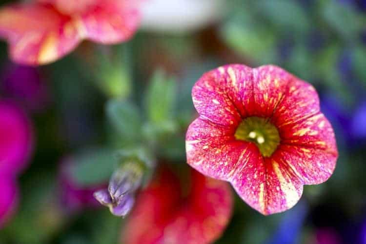 21 Plants That Look Like Roses: With Pictures