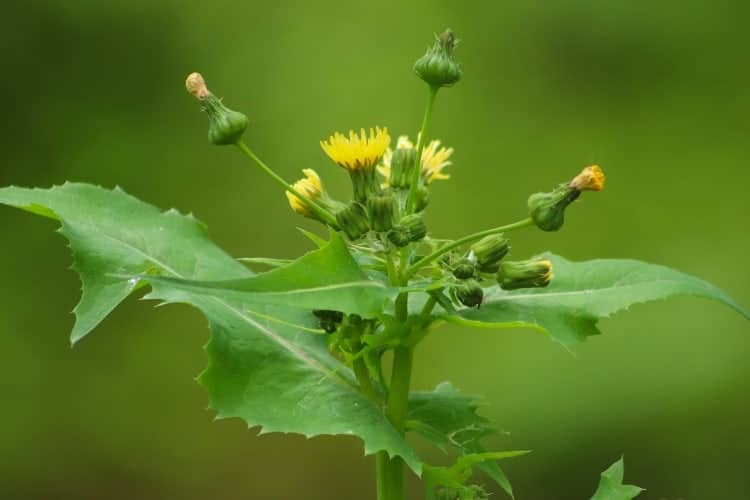 8 Plants That Look Like Dandelion Leaves: Photos to Identify 2023