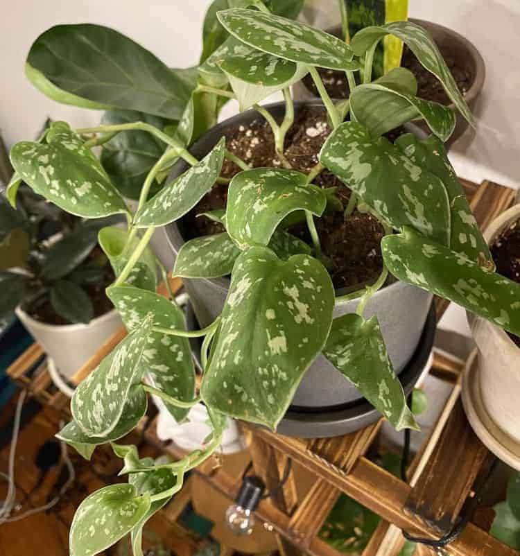Pothos Leaves Curling: Causes and Fixes