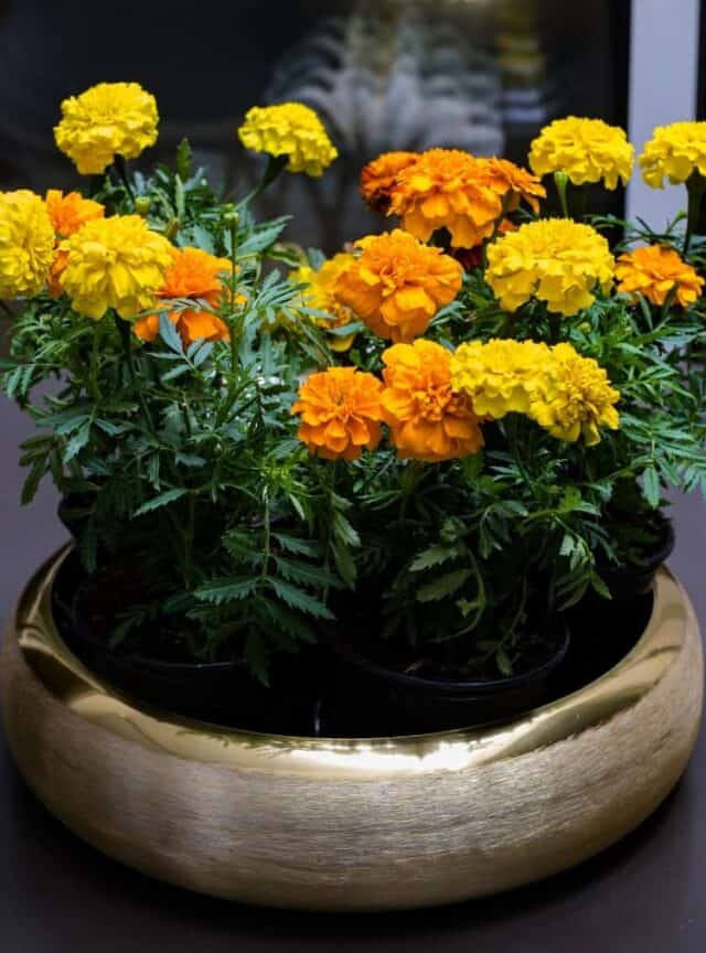How Often to Water Marigolds in Pots: The Complete Guide 2026