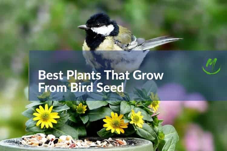 9 Best Plants That Grow From Bird Seed Easy Seeds To Sprout 9 Best Plants That Grow From Bird Seed Easy Seeds To Sprout
