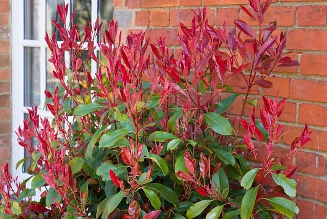 [24] Stunning Plants with Red Stems: Pictures and Growing Tips