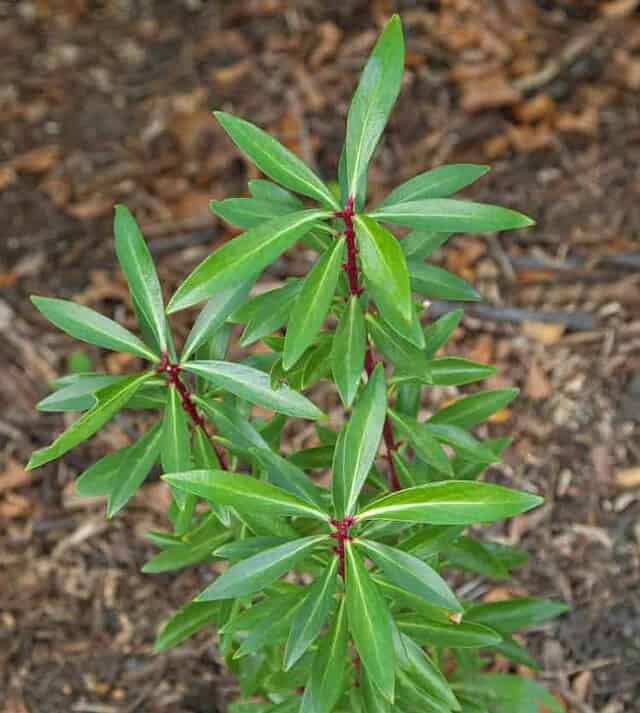[24] Stunning Plants with Red Stems: Pictures and Growing Tips