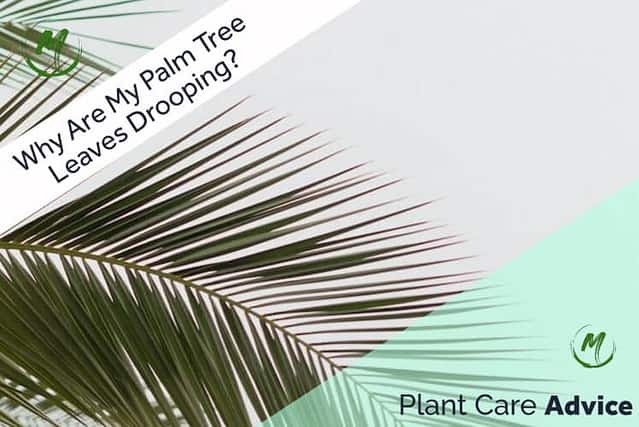 Why is My Palm Plant Drooping? Fix Droopy Fronds