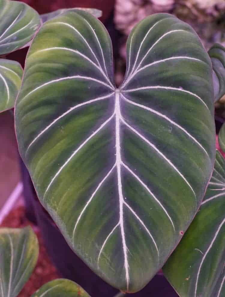 17 Plants With Velvety Leaves - Grow Velvet Leaf Varieties!