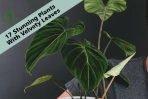 17 Plants With Velvety Leaves - Grow Velvet Leaf Varieties!