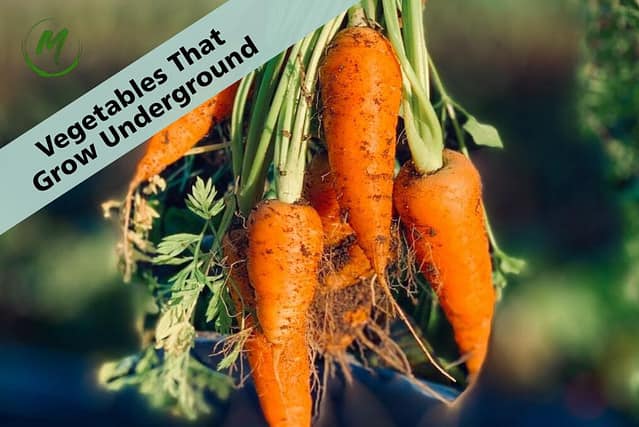 22 Amazing Types of Vegetables that Grow Underground