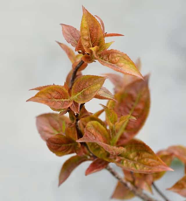 [24] Stunning Plants with Red Stems: Pictures and Growing Tips