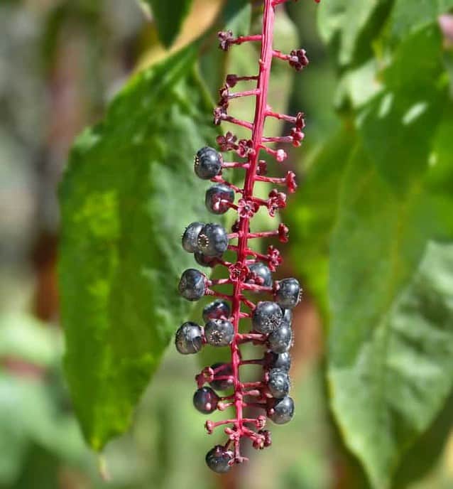 [24] Stunning Plants with Red Stems: Pictures and Growing Tips