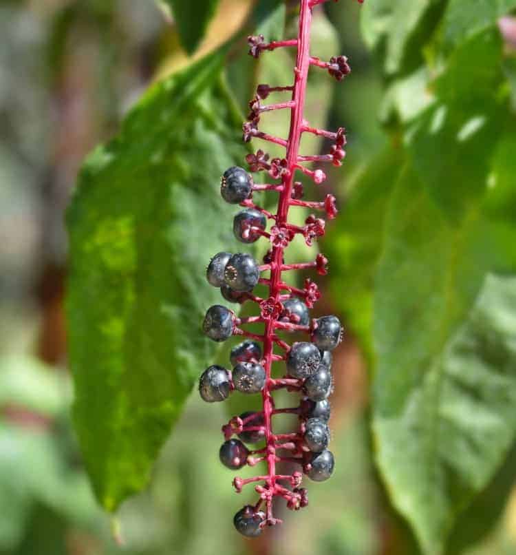 [24] Stunning Plants with Red Stems: Pictures and Growing Tips