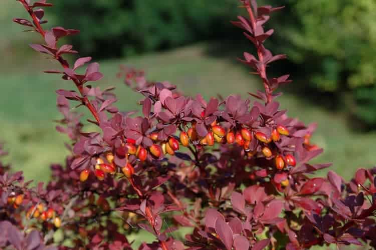 [24] Stunning Plants with Red Stems: Pictures and Growing Tips