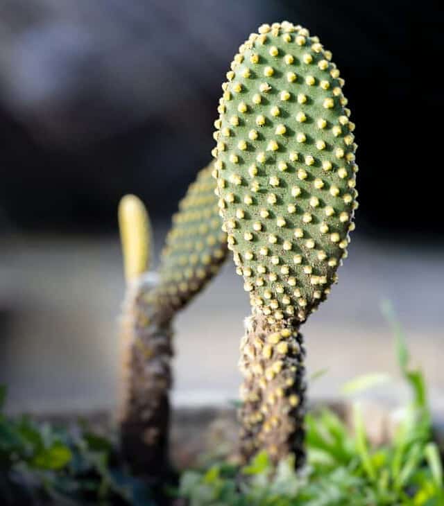 My Cactus is Turning Black at the Bottom! Why & Fixes