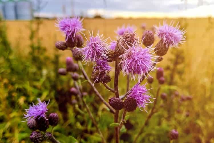 12 Best Plants With Spiky Leaves: Stunning Plants With Spikes 2025
