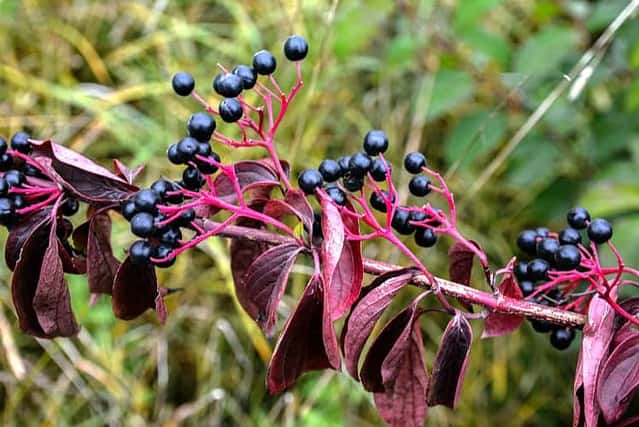 [24] Stunning Plants with Red Stems: Pictures and Growing Tips