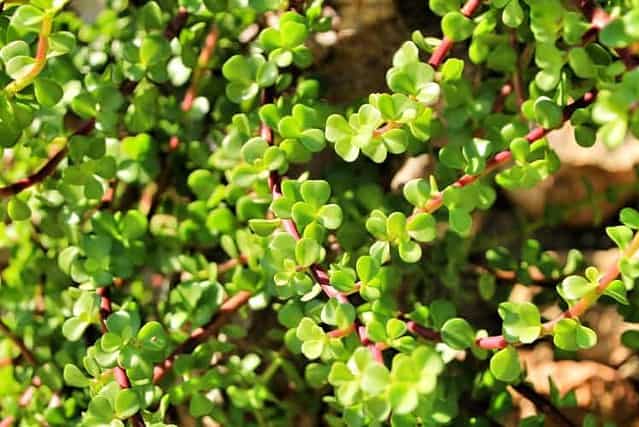 [24] Stunning Plants with Red Stems: Pictures and Growing Tips