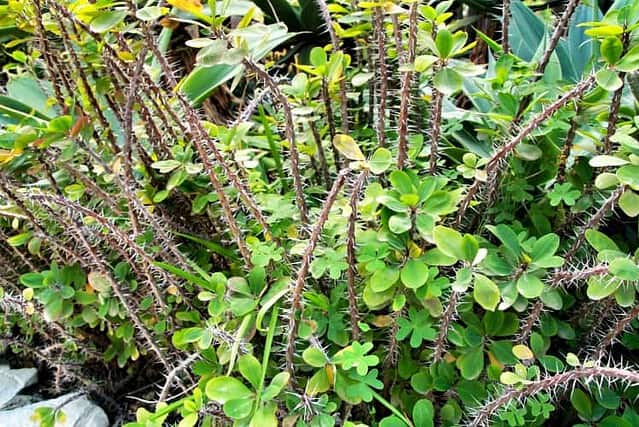 12 Best Plants With Spiky Leaves: Stunning Plants With Spikes 2025
