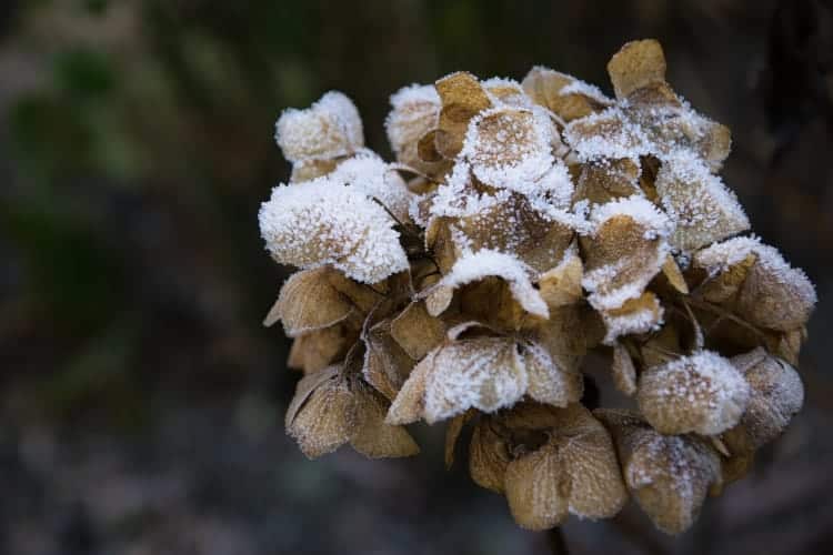 How to Revive a Dying Hydrangea Plant: Tips to Save Your Plant