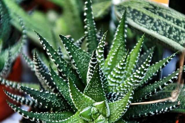 12 Best Plants With Spiky Leaves: Stunning Plants With Spikes 2025