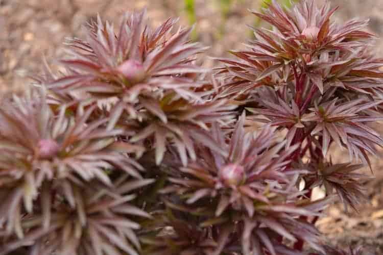 [24] Stunning Plants with Red Stems: Pictures and Growing Tips
