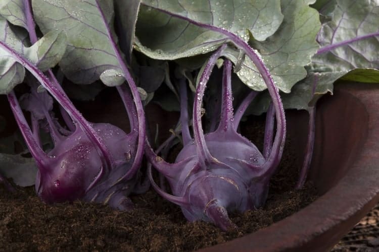 22 Amazing Types of Vegetables that Grow Underground