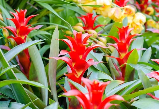 [24] Stunning Plants with Red Stems: Pictures and Growing Tips