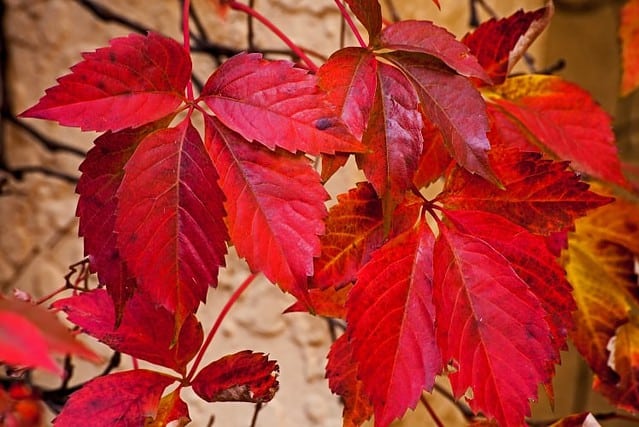 [24] Stunning Plants with Red Stems: Pictures and Growing Tips