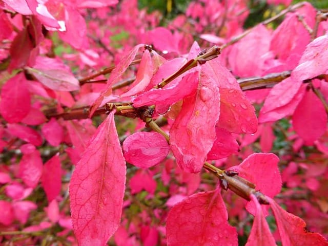 [24] Stunning Plants with Red Stems: Pictures and Growing Tips
