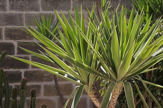 12 Best Plants With Spiky Leaves: Stunning Plants With Spikes 2025