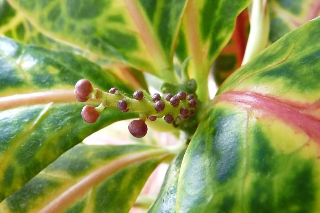 Croton Flower: Why and When Does this Plant Bloom