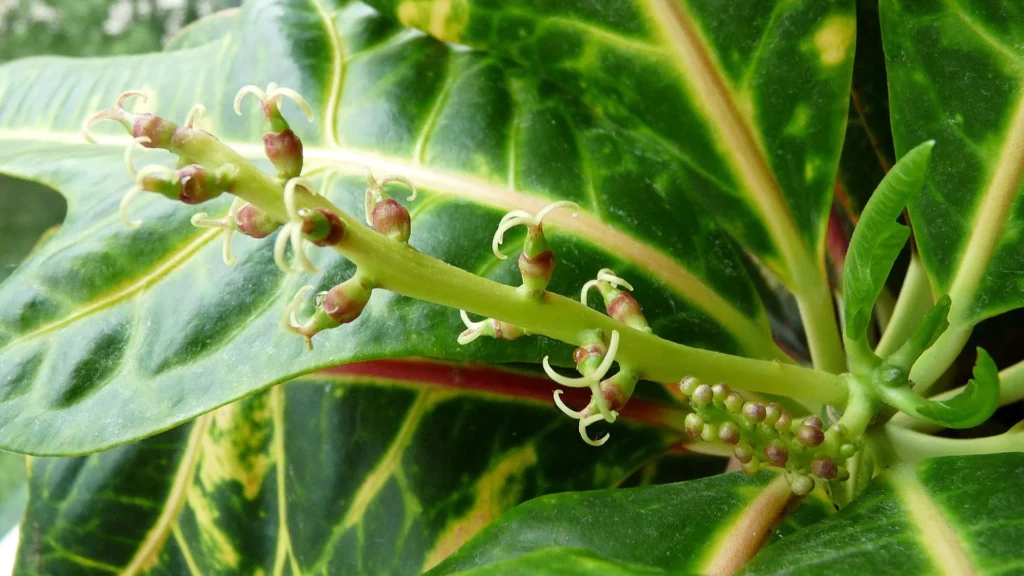 Croton Flower: Why and When Does this Plant Bloom