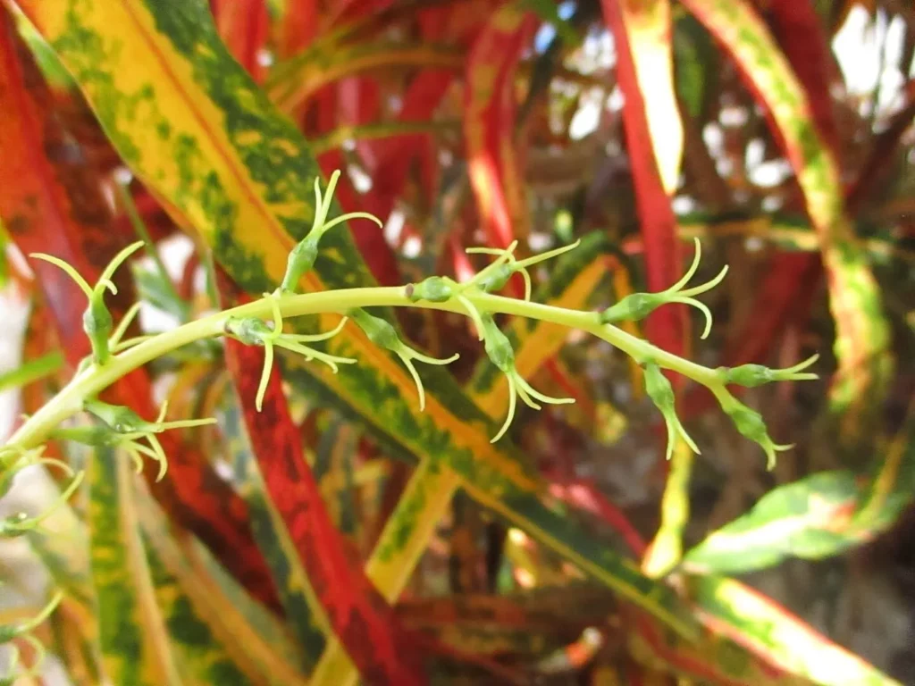 Croton Flower: Why and When Does this Plant Bloom