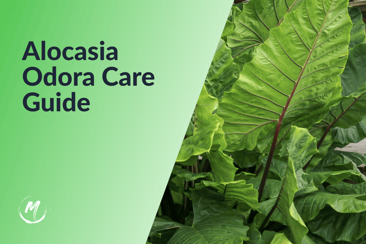 Alocasia Odora Care: [5] Must Know Plant Tips 2025