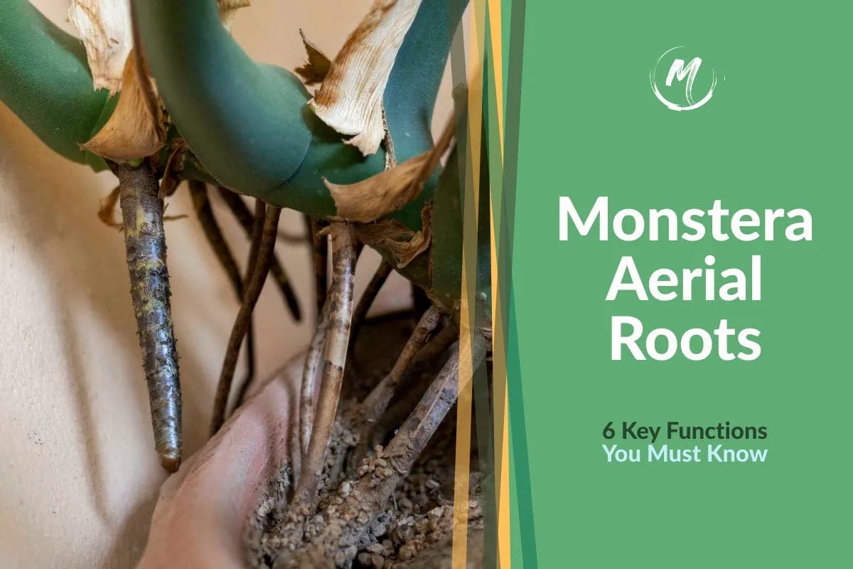 Monstera Aerial Roots: [6] Key Functions and Care Advice 2023