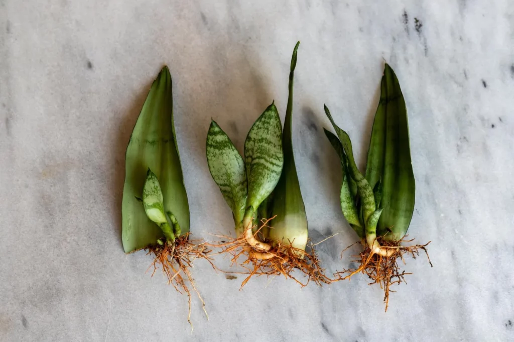 What do Snake Plant Roots Look Like? Healthy Roots vs. Root Rot